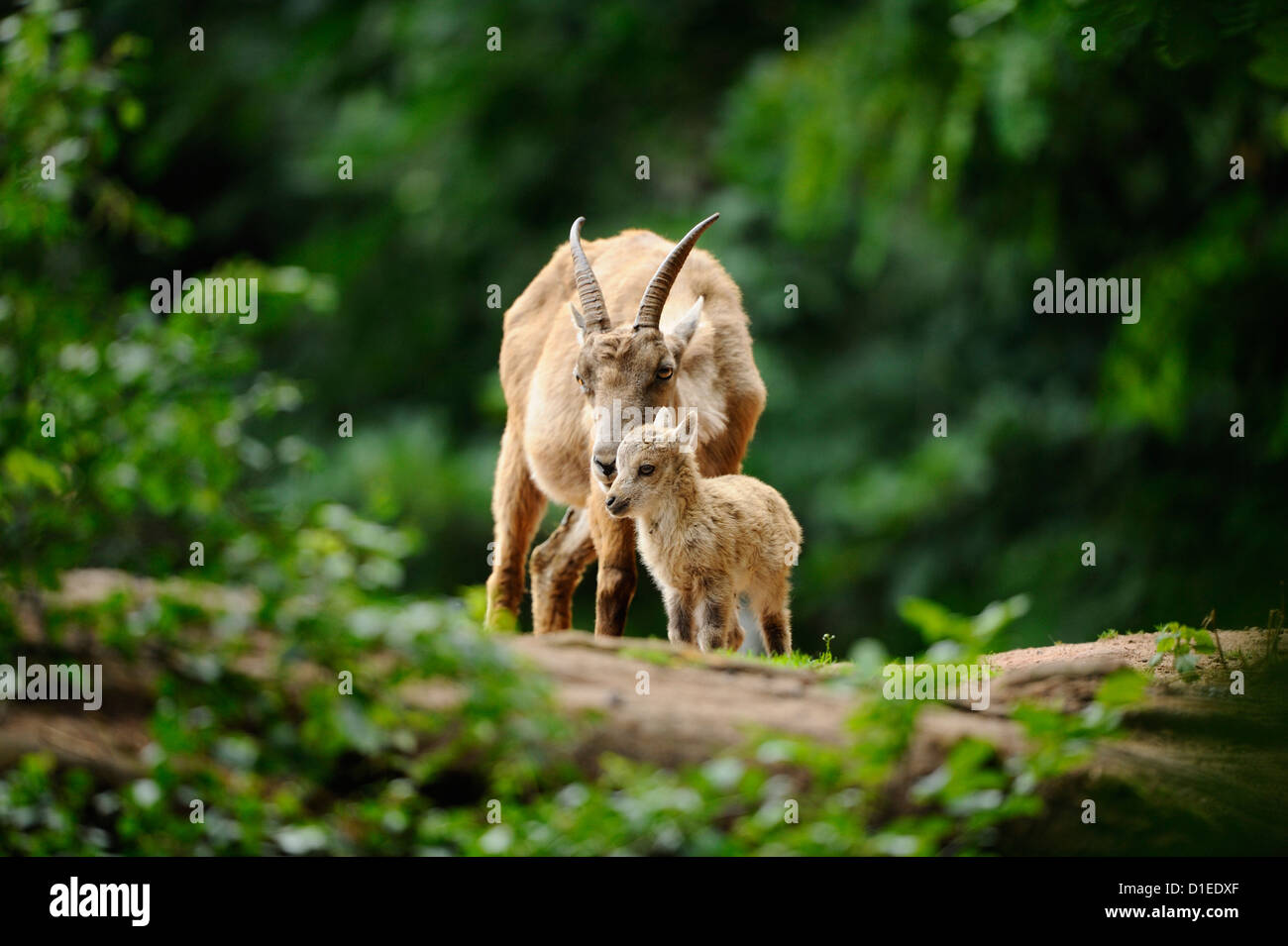 Ibex deer hi-res stock photography and images - Alamy