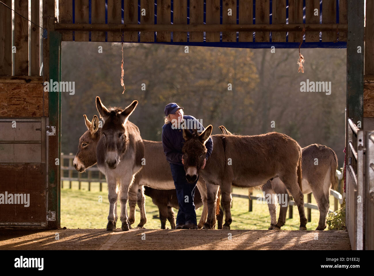Donkeys stable hi-res stock photography and images - Alamy