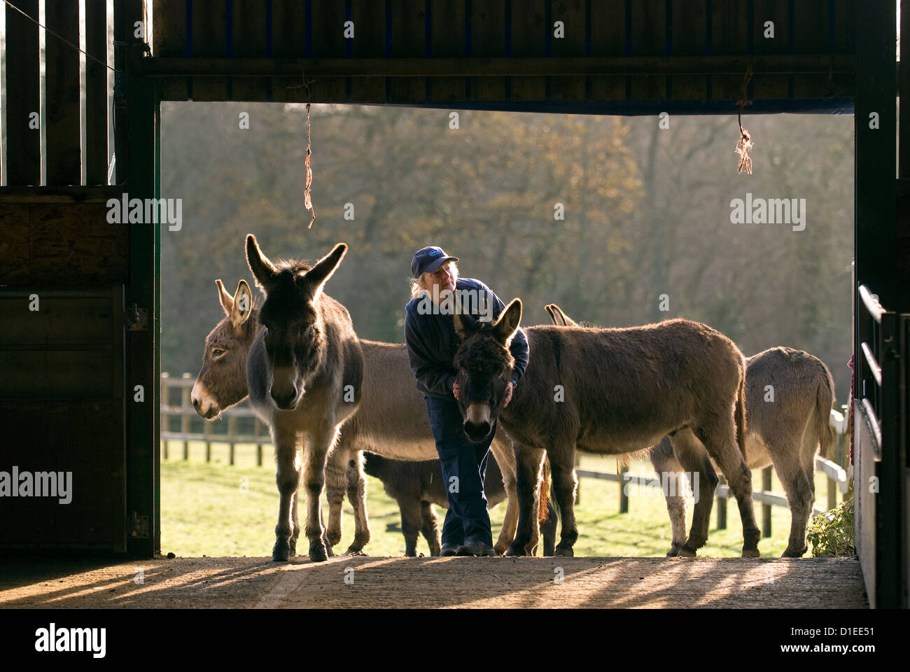 RSPCA worker at a donkey sanctuary, Surrey, UK Stock Photo - Alamy