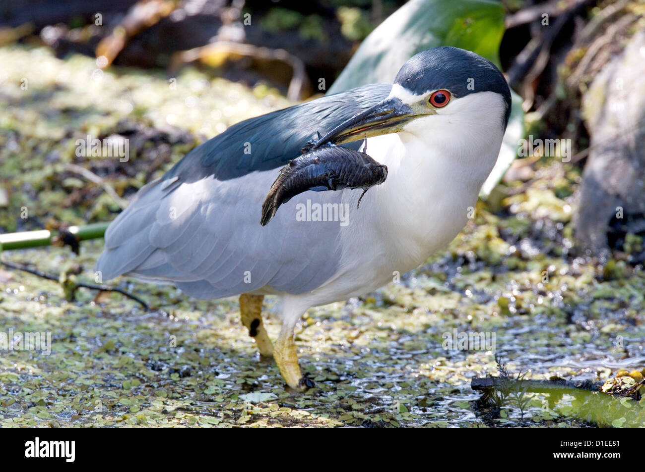 Bullhead Catfish, Ameiurus nebulosus, mit Katzenwels .Audubon Corkscrew ...