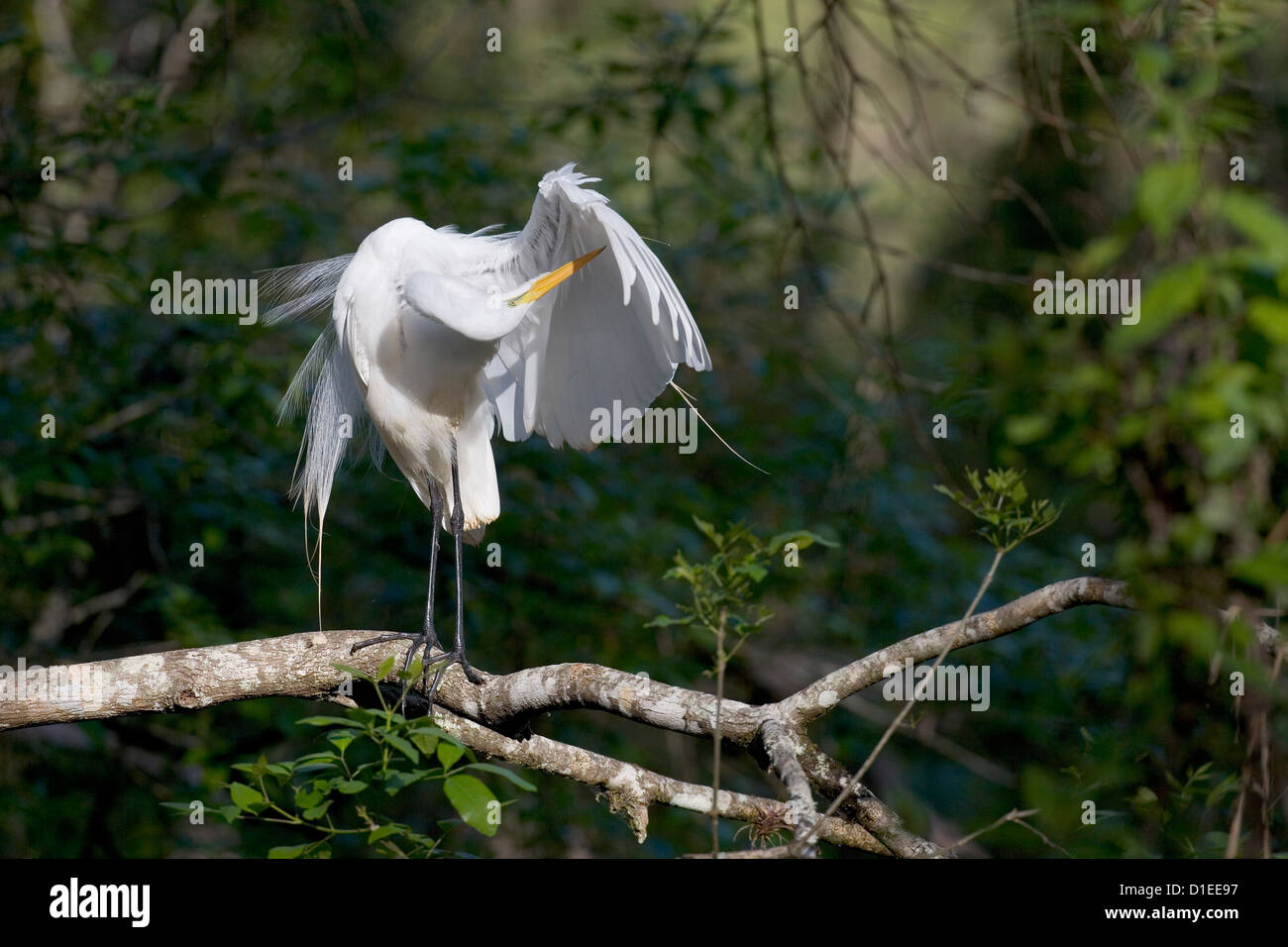 Corkscrew audubon wildlife sanctuary hi-res stock photography and ...