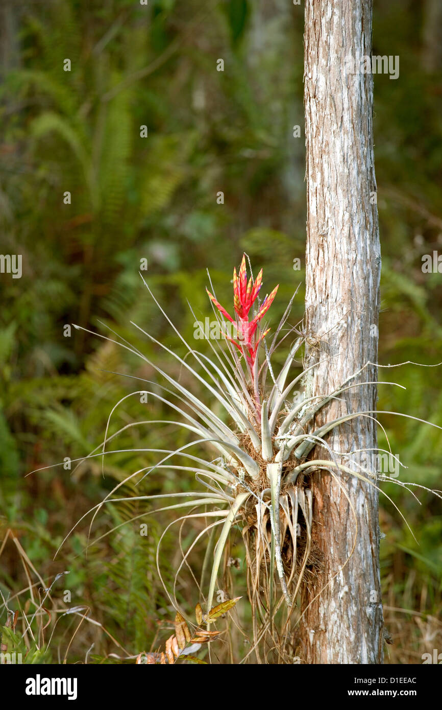 Audubon Corkscrew Swamp Sanctuary, Florida, USA Stock Photo - Alamy