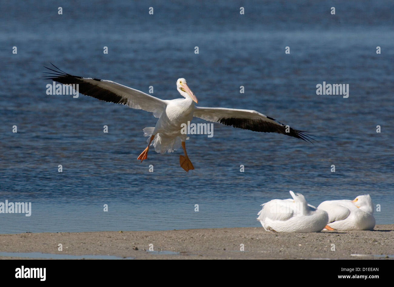 Sanibel Island, Florida, USA Stock Photo - Alamy
