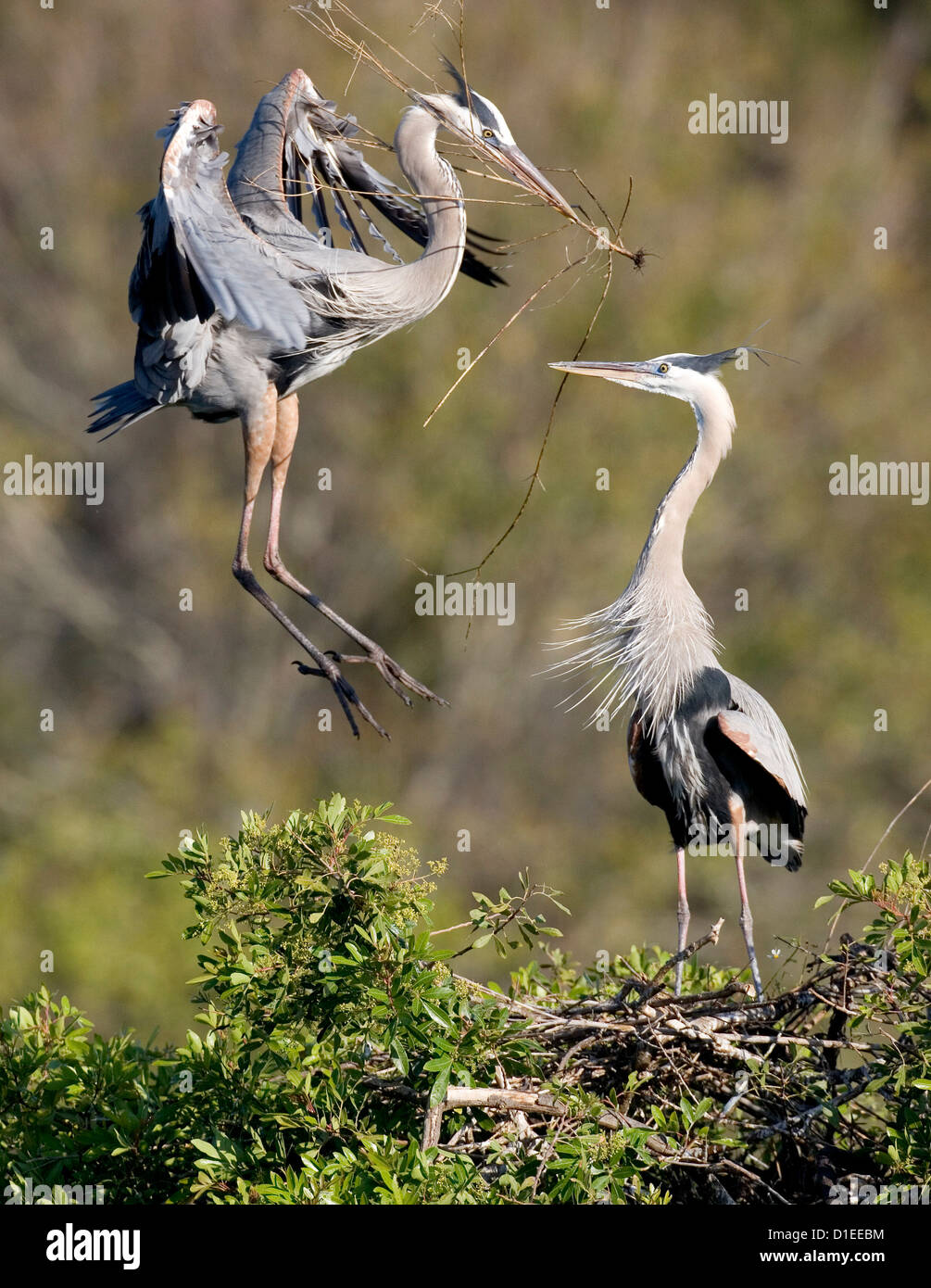 Venice bird rockery, Venice, Florida, USA Stock Photo - Alamy