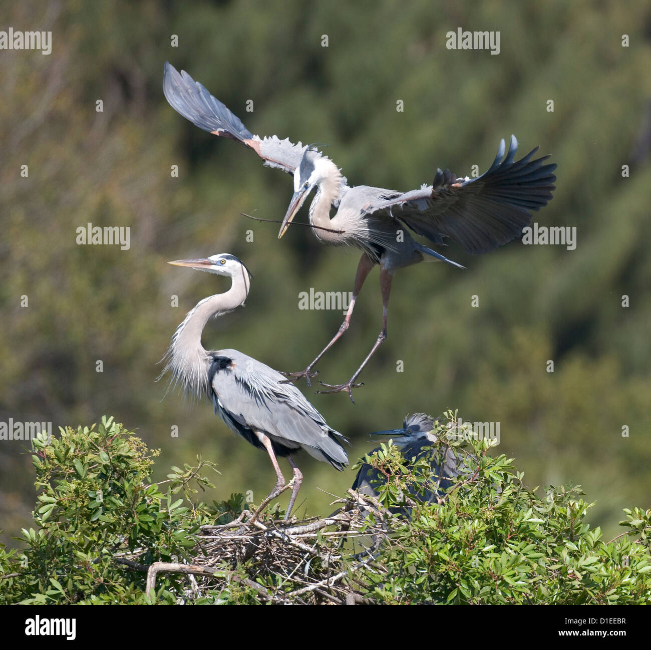 Venice bird rockery, Venice, Florida, USA Stock Photo - Alamy