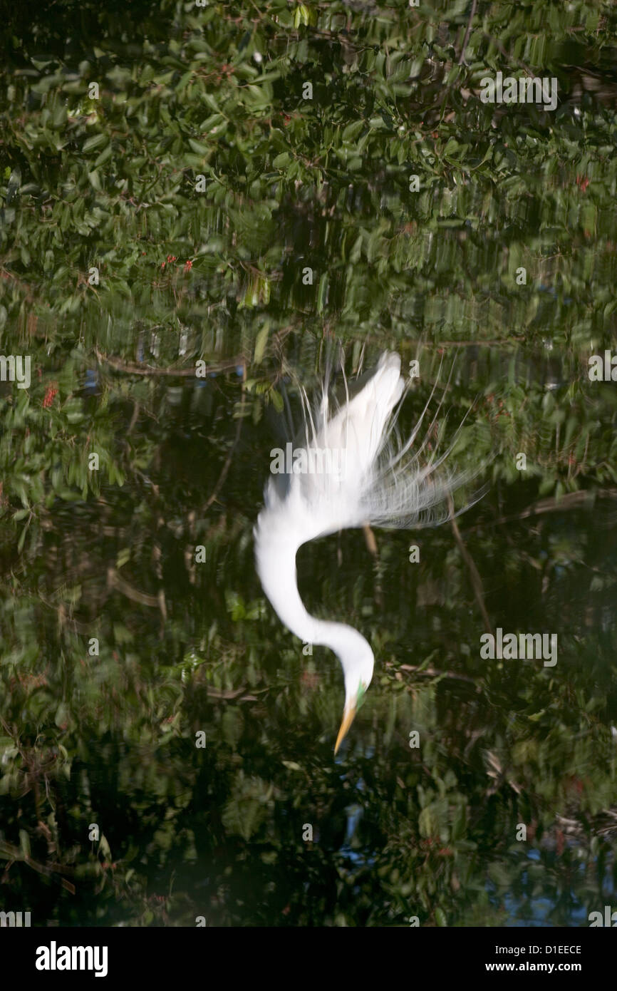 Reflection in lake, Spiegelbild im See, Venice, Florida, USA Stock ...