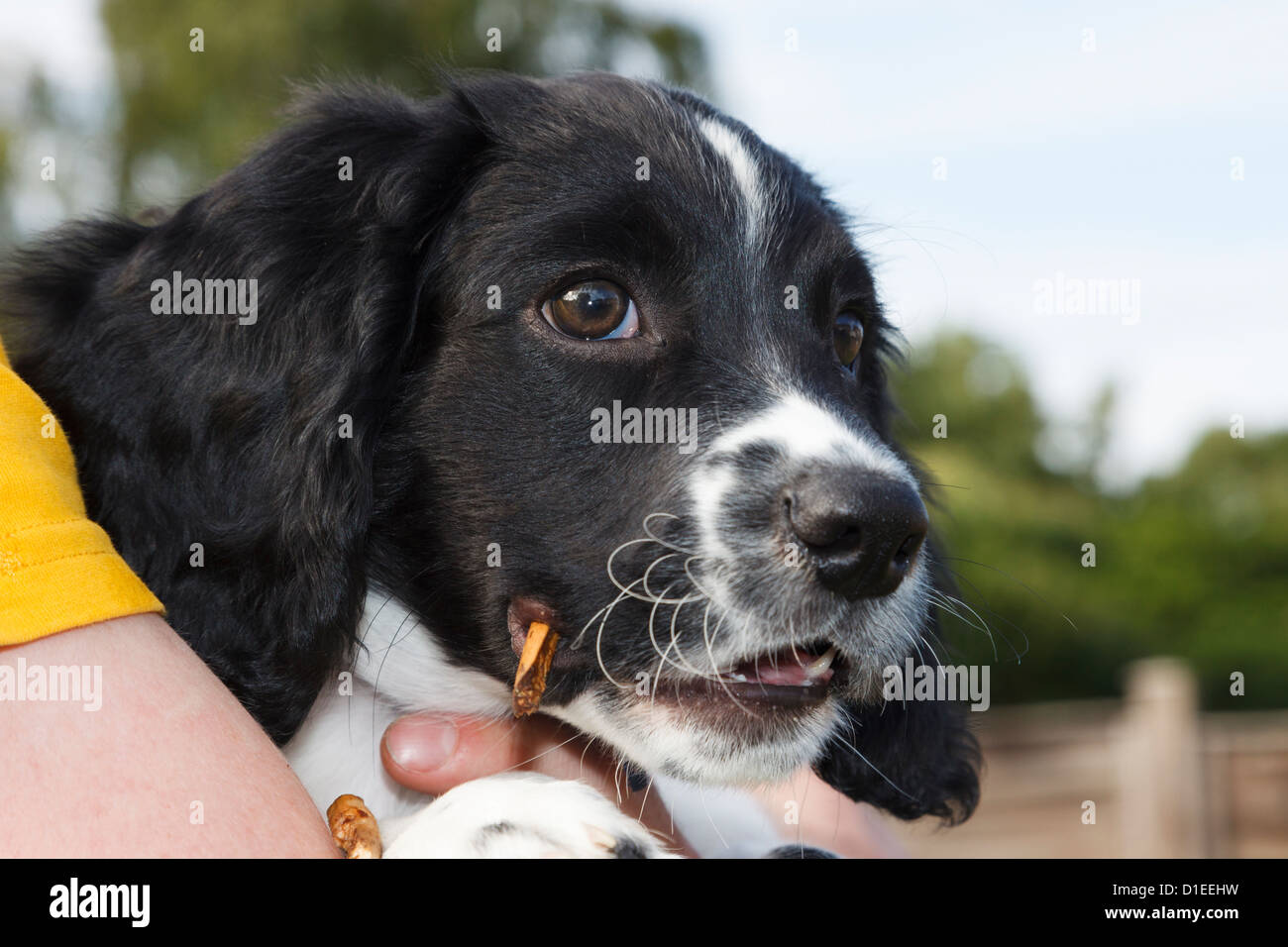 Springer Spaniel And Owner High Resolution Stock Photography and Images ...