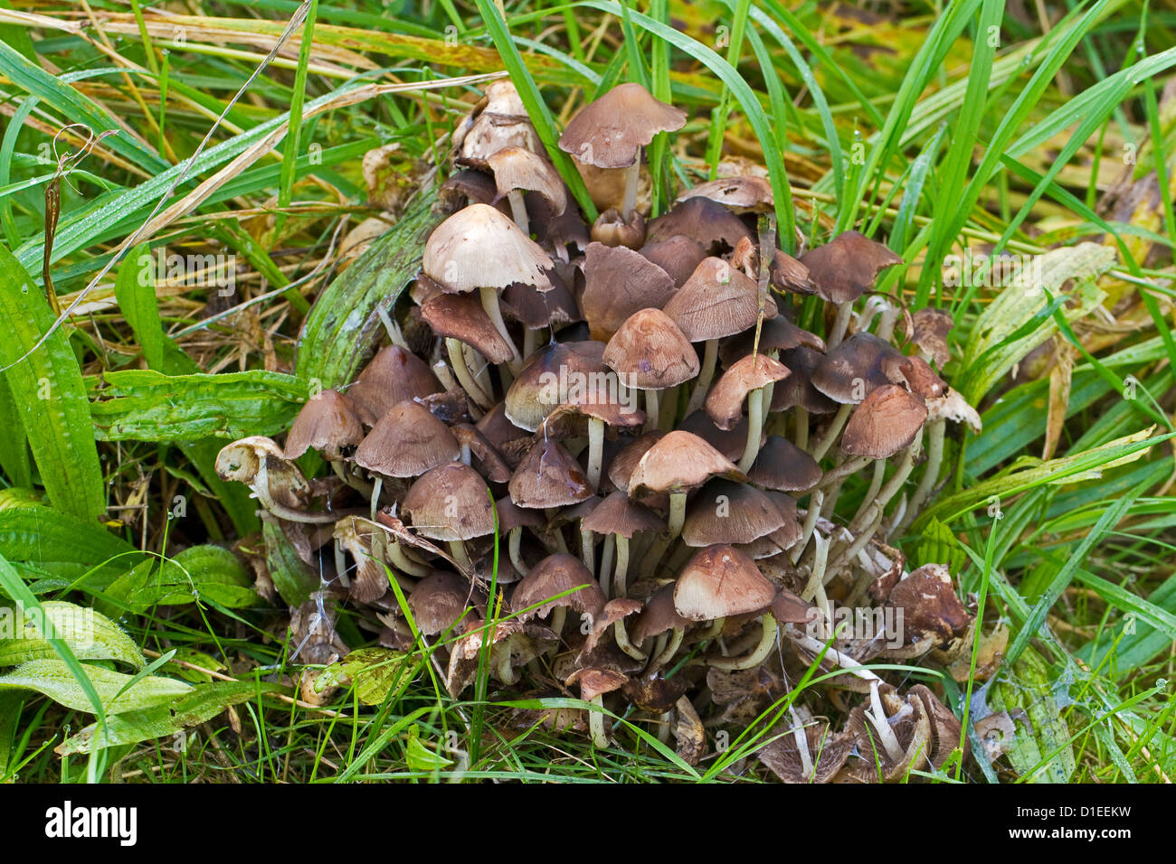 Clustered Brittlestem (Psathyrella multipedata Stock Photo - Alamy