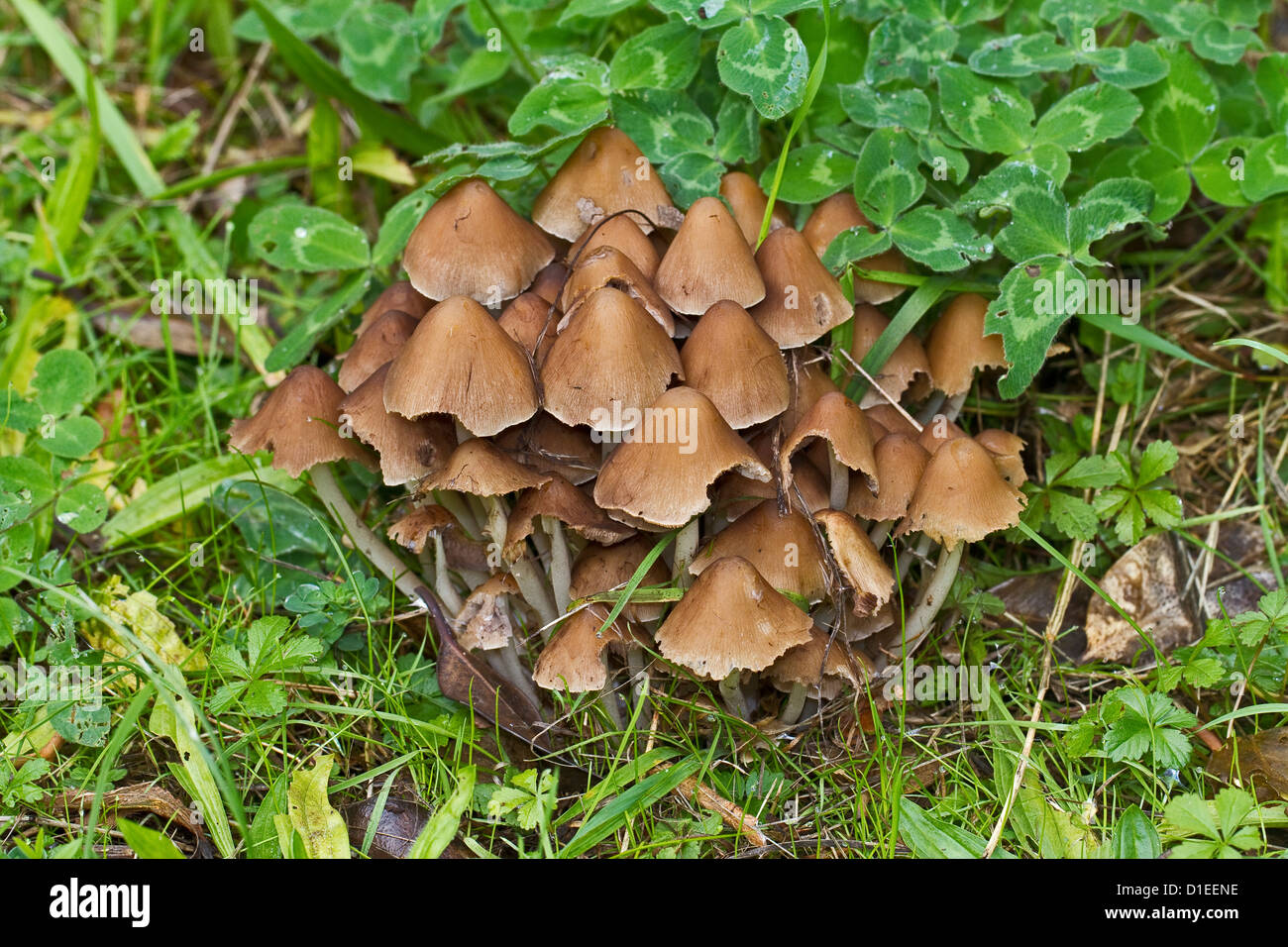 Psathyrella multipedata hi-res stock photography and images - Alamy