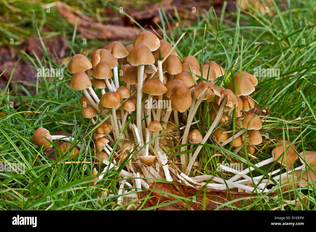 Clustered Brittlestem (Psathyrella multipedata Stock Photo - Alamy
