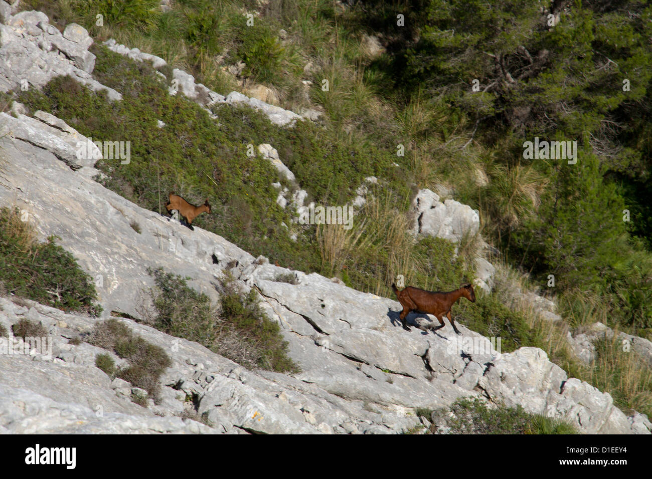 Mallorca Goats High Resolution Stock Photography and Images - Alamy