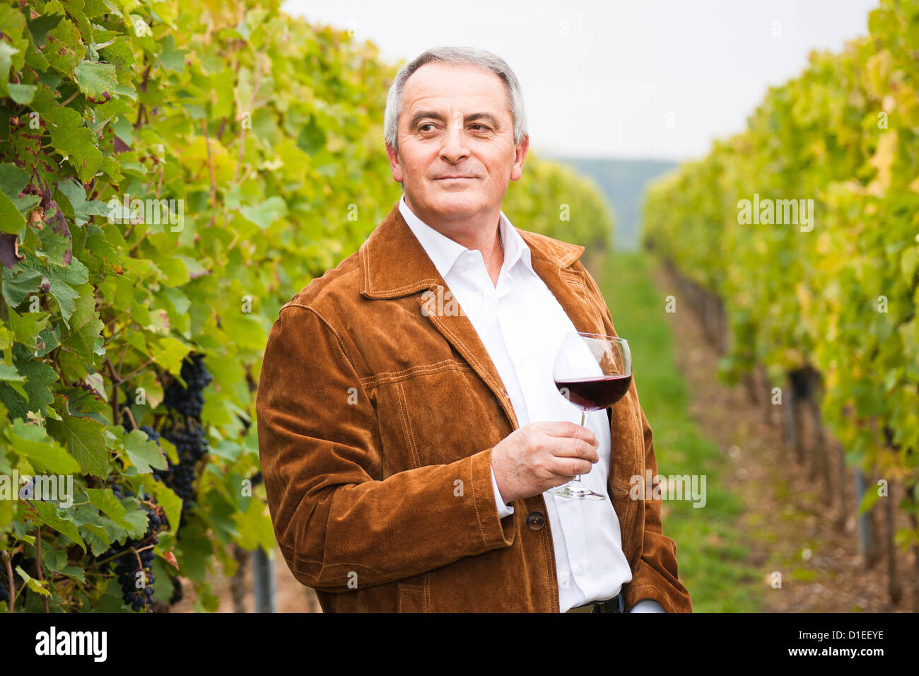 Wingrower in wineyard Stock Photo - Alamy