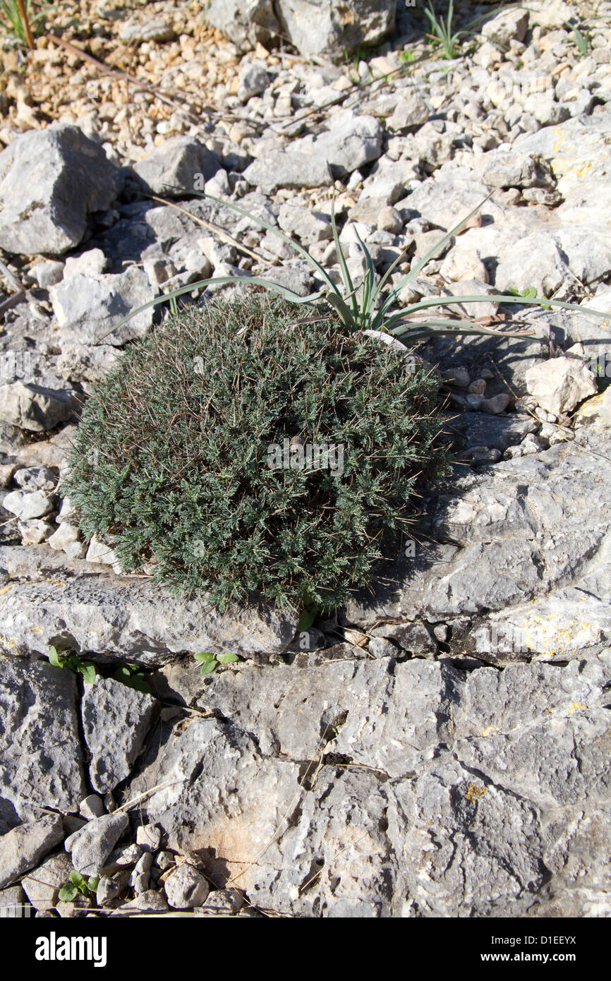 Mediterranean plants Tramuntana Mallorca Majorca Balearic islands Spain ...