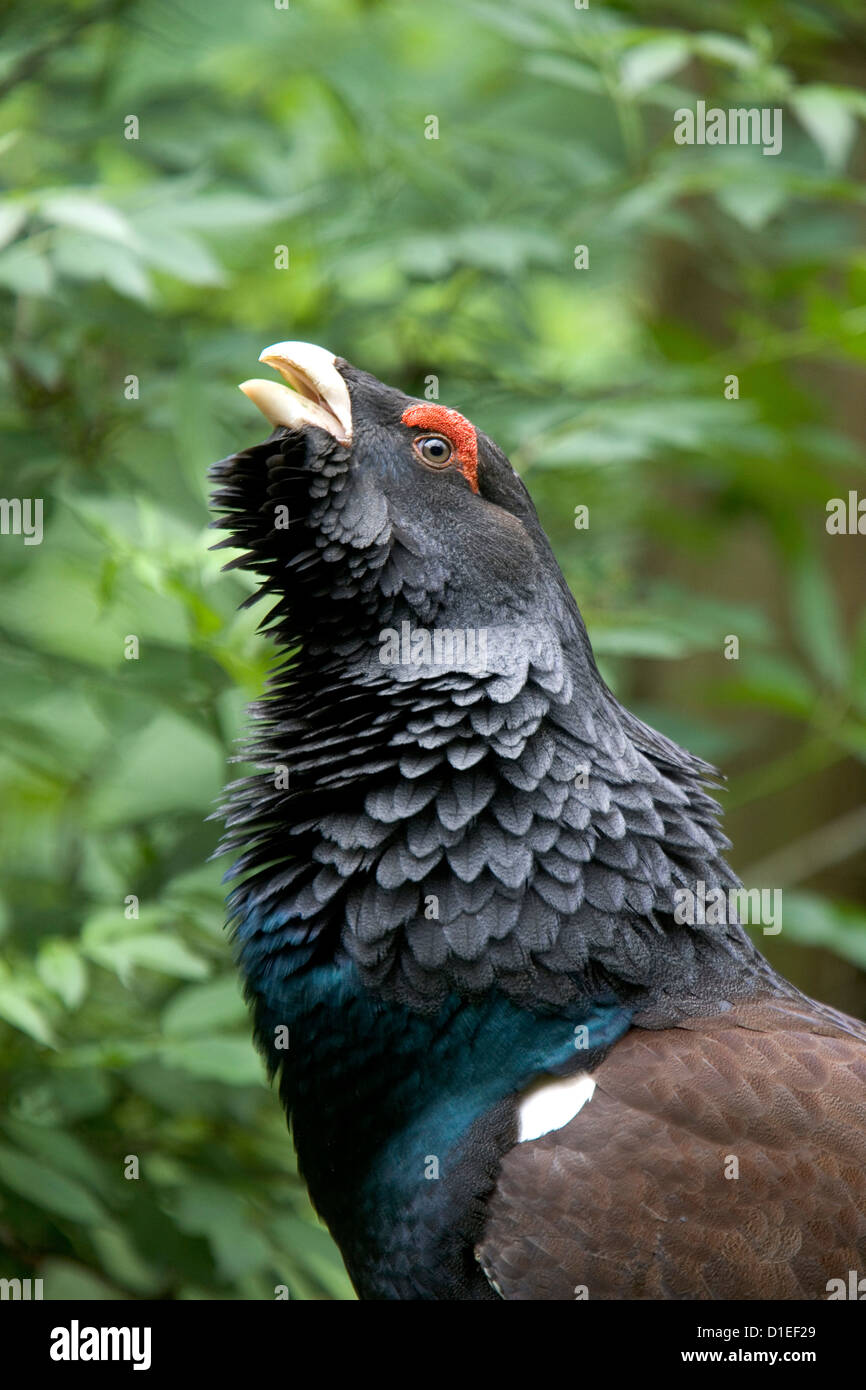 Bavarian Forest National Park (Nationalpark Bayerischer Wald), Germany ...
