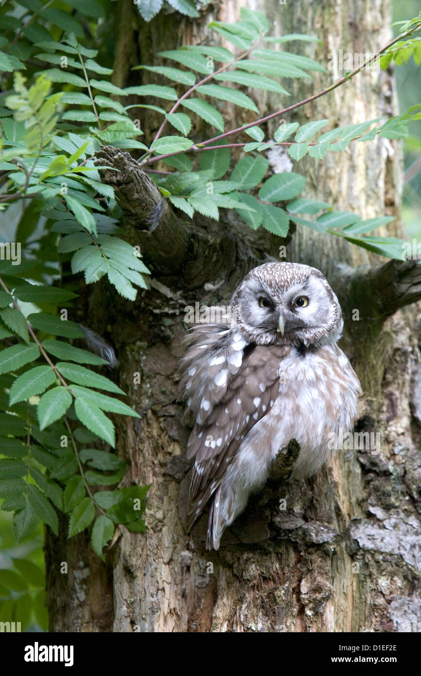 Bavarian Forest National Park (Nationalpark Bayerischer Wald), Germany ...