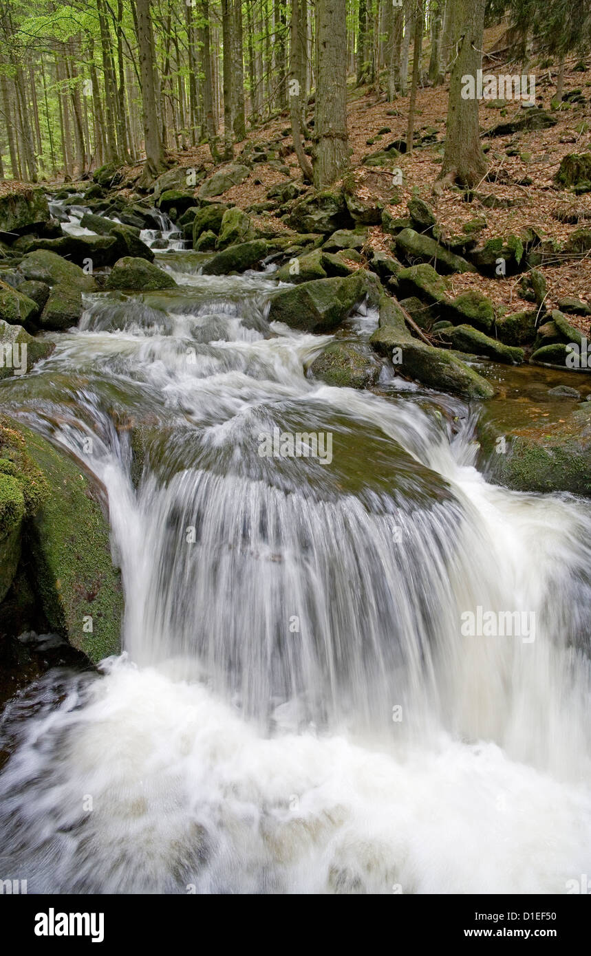 Bavarian Forest National Park (Nationalpark Bayerischer Wald), Germany ...
