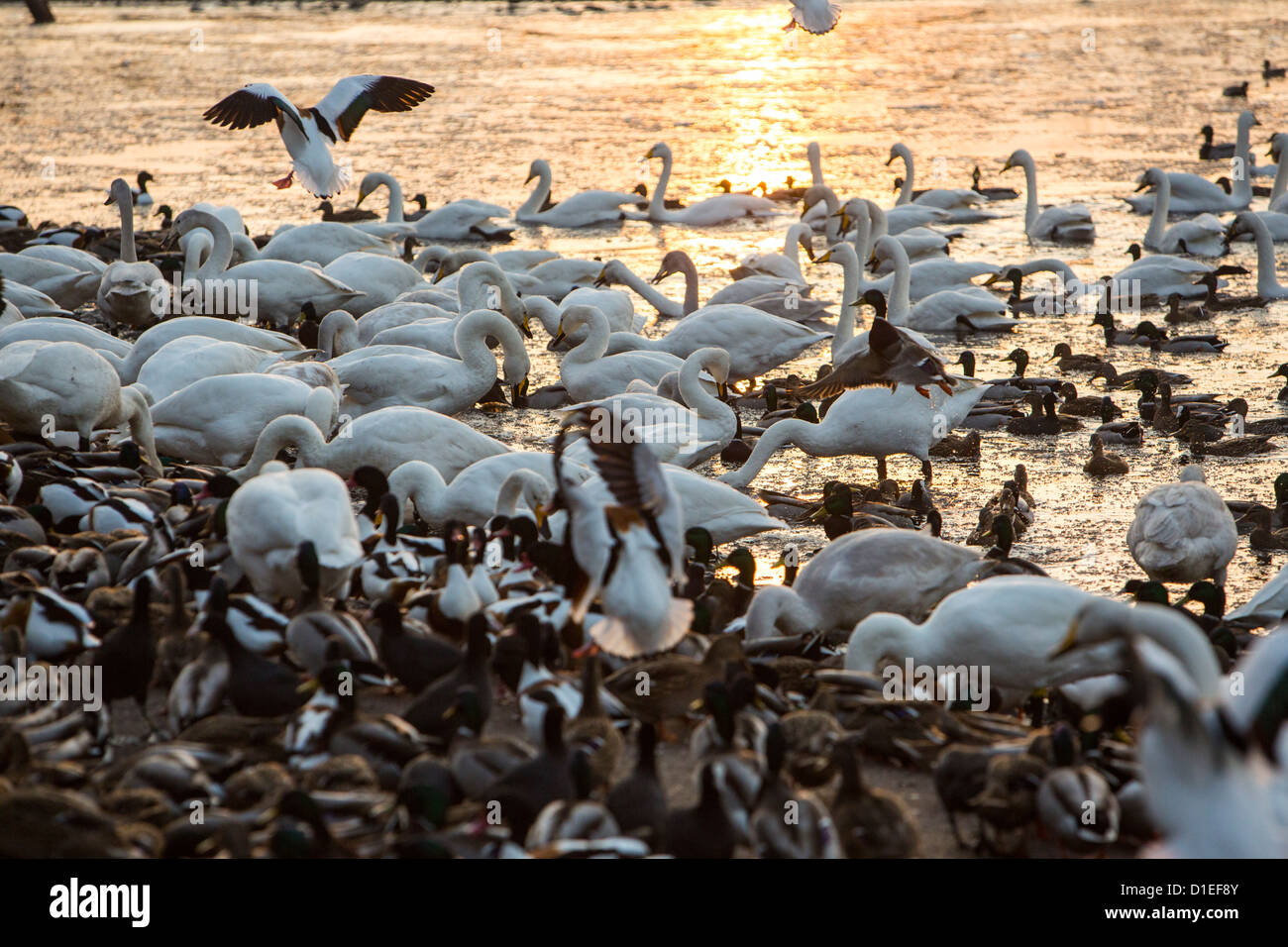 Whooper Swans (Cygnus cygnus) and mixed duck flocks at Martin Mere, a ...
