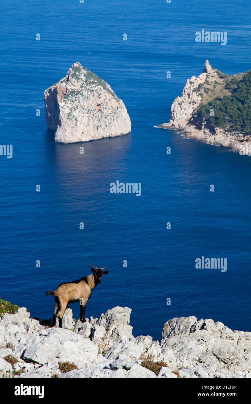 Goat on rocks Formentor Tramuntana mountains Mallorca Balearic islands ...