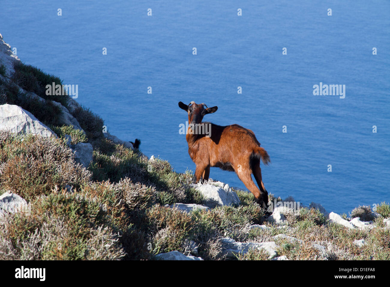Goat majorca balearic islands spain hi-res stock photography and images ...
