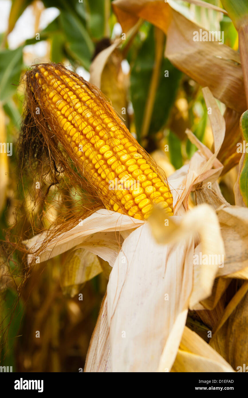 Maize on a maize field Stock Photo - Alamy