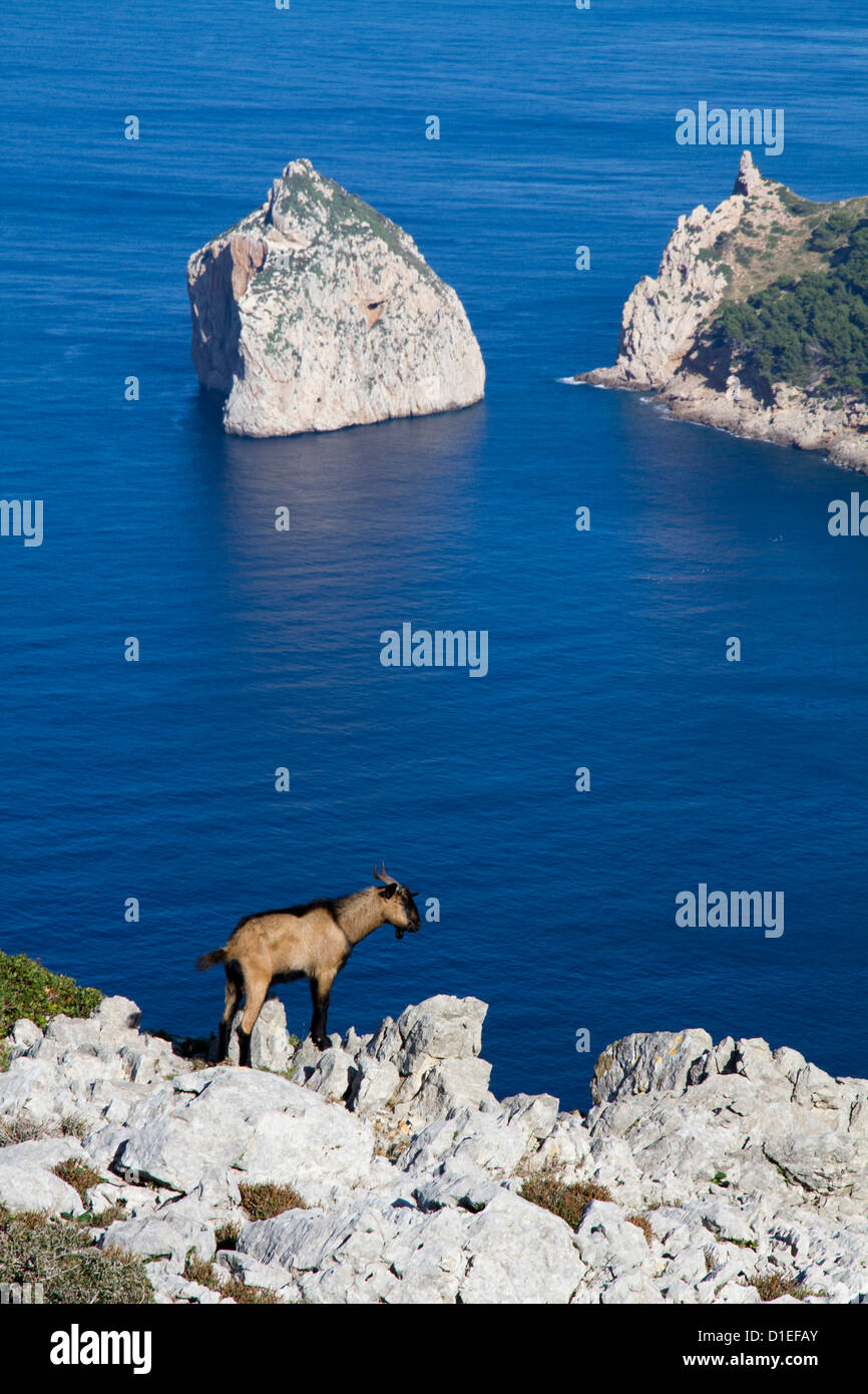 Goat majorca balearic islands spain hi-res stock photography and images ...