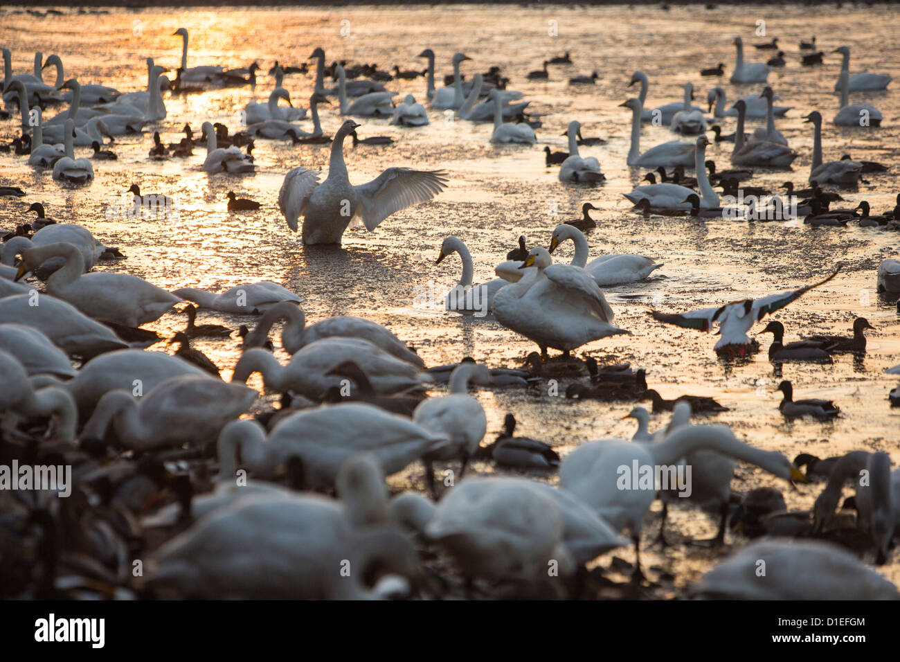Whooper Swans (Cygnus cygnus) and mixed duck flocks at Martin Mere, a ...