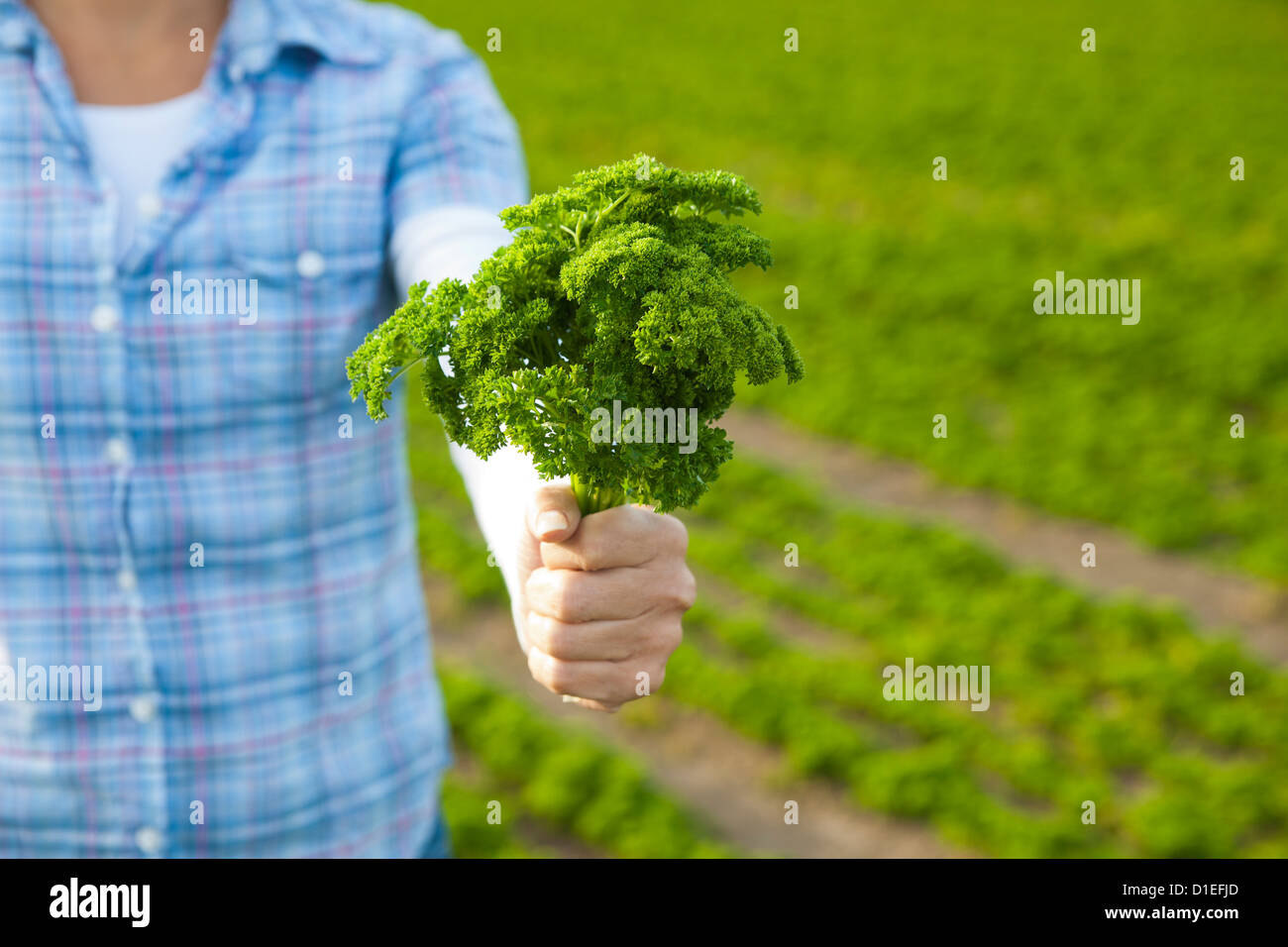 Woman harvesting parsley Stock Photo - Alamy