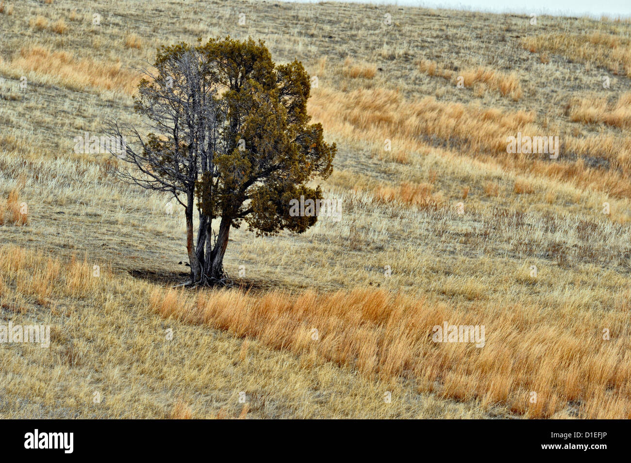 Lone juniper in grasslands, Theodore Roosevelt NP (South Unit), North ...