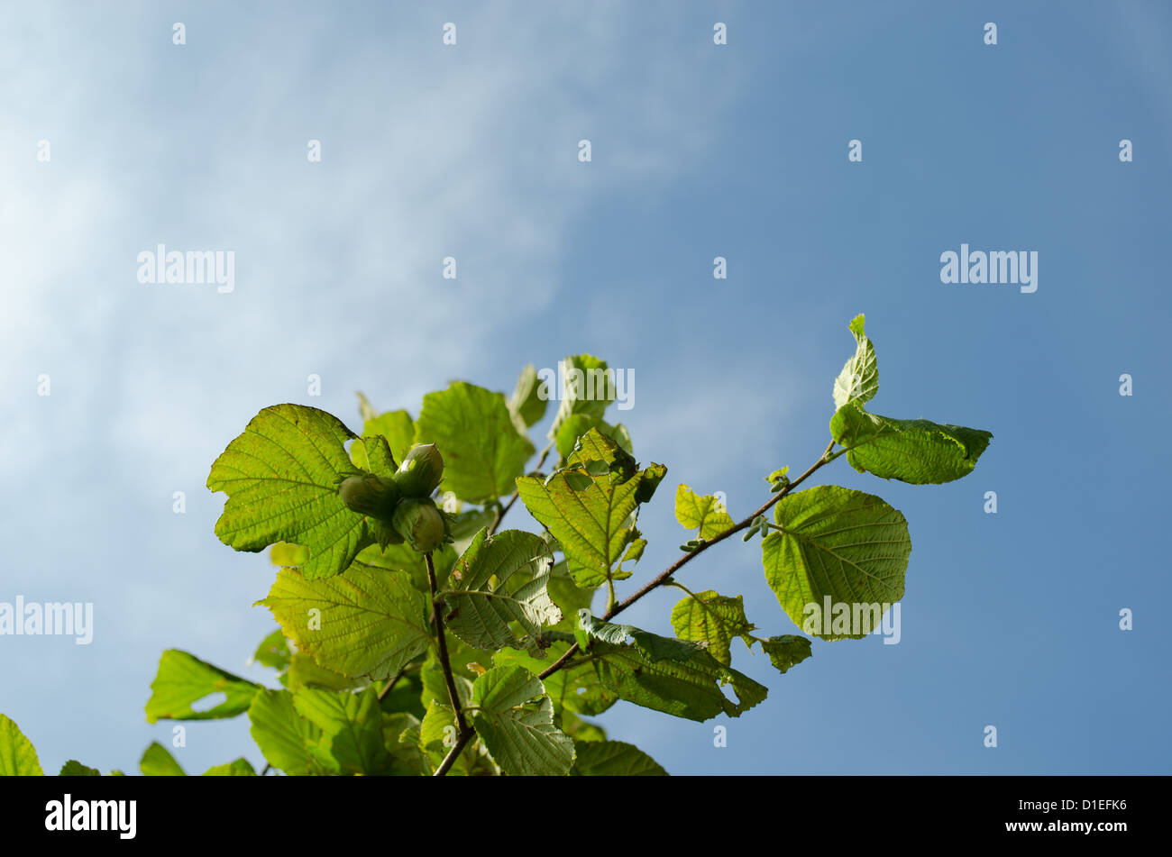 Cobnut tree hi-res stock photography and images - Alamy