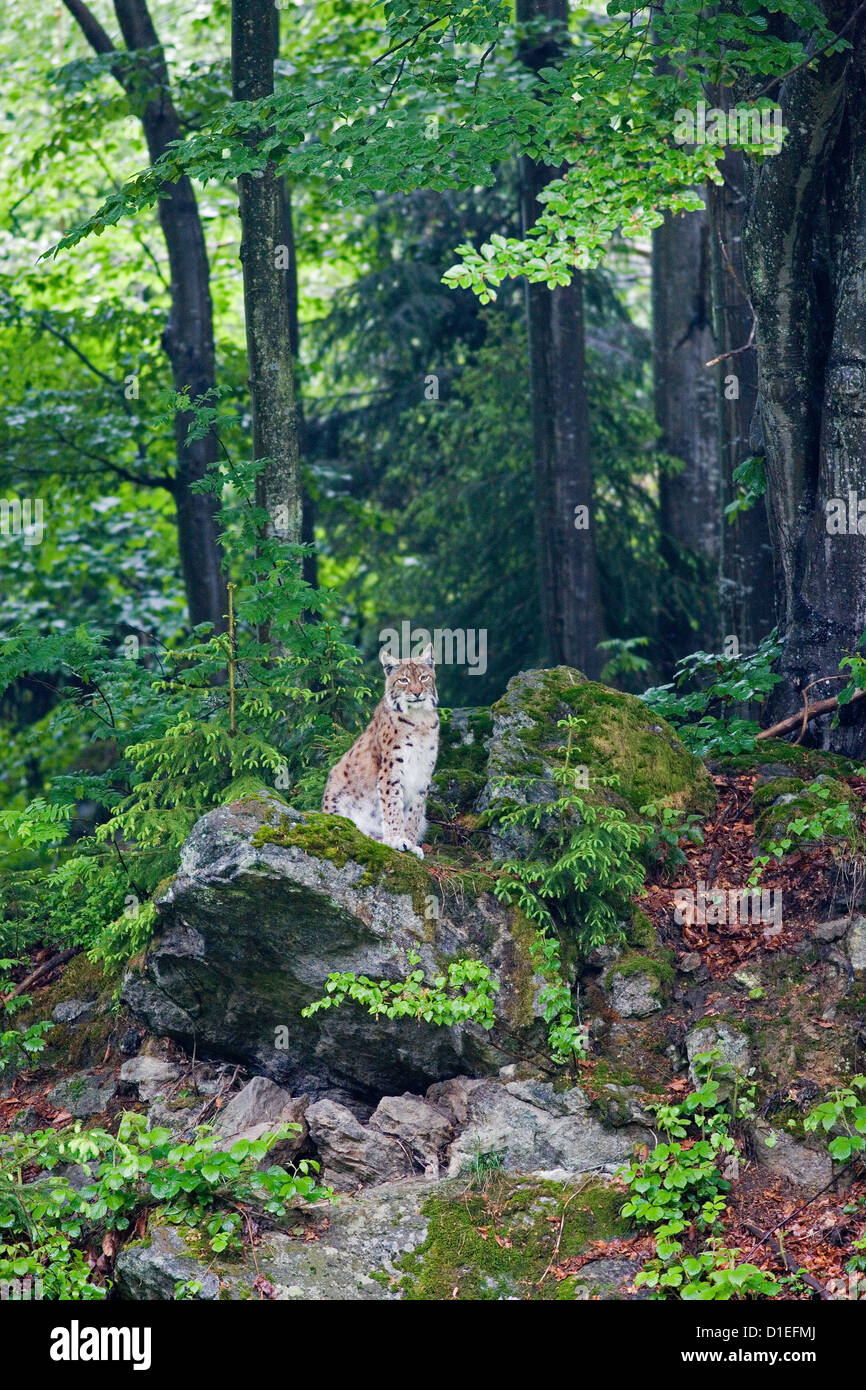 Bavarian Forest National Park (Nationalpark Bayerischer Wald), Germany ...