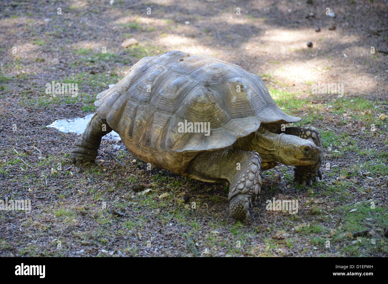 Tortoise walk hi-res stock photography and images - Alamy