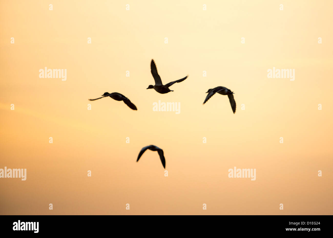 Mallard flying flock uk hi-res stock photography and images - Alamy