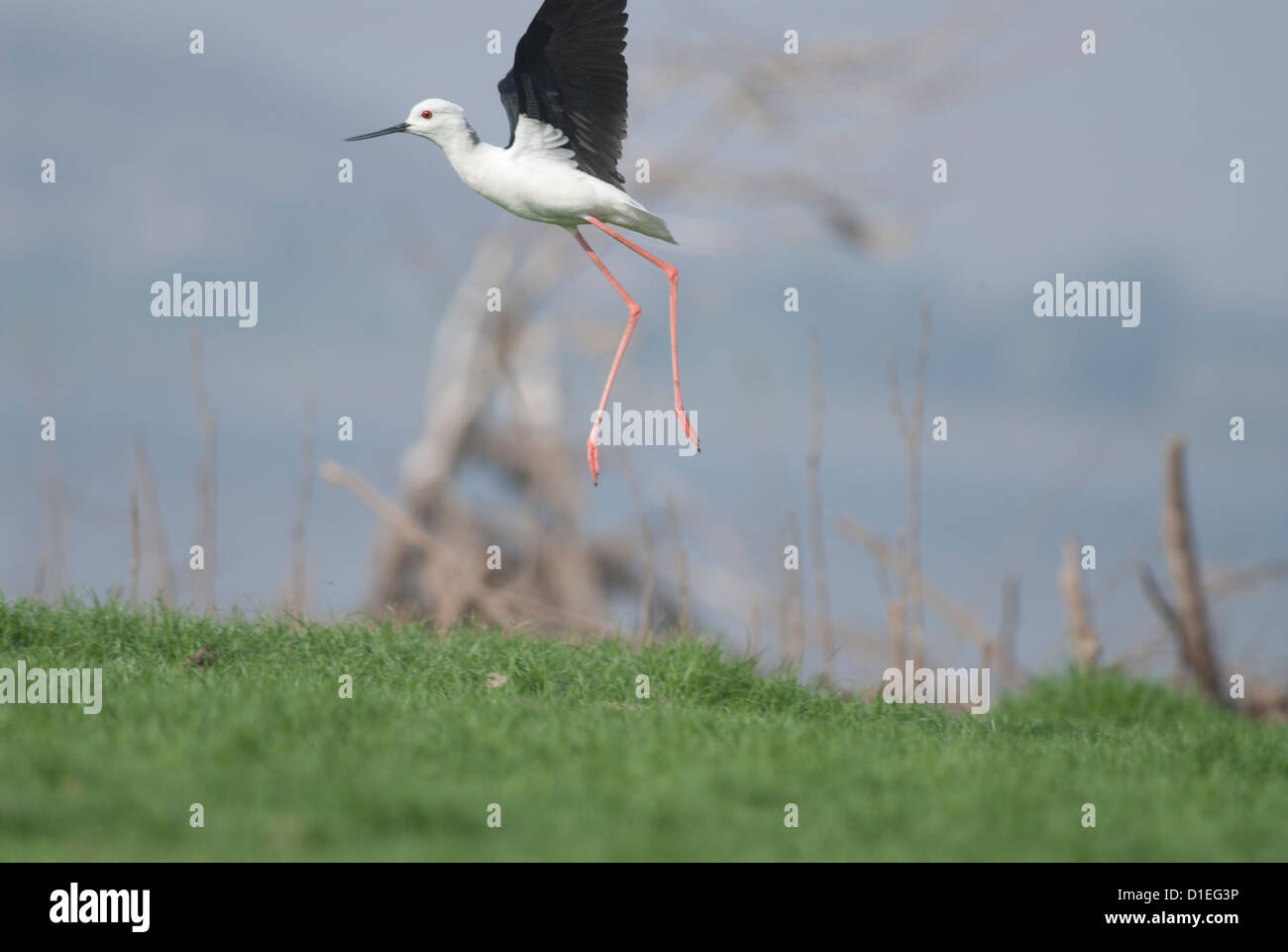 Black wing stilt bird india hi-res stock photography and images - Alamy