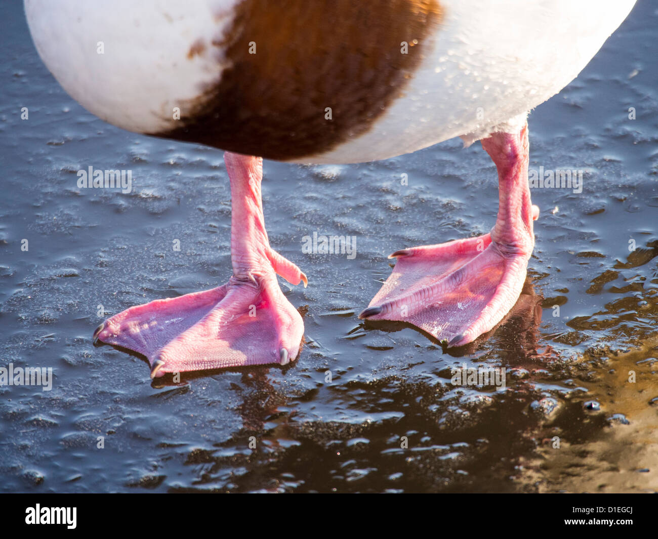 Webbed duck feet hi-res stock photography and images - Alamy