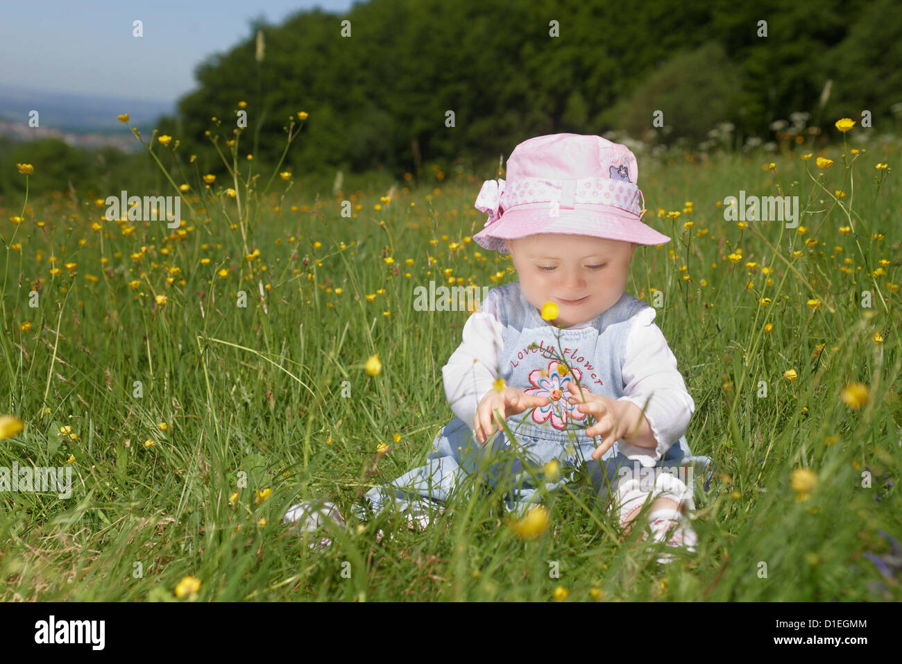 Baby buttercup hi-res stock photography and images - Alamy