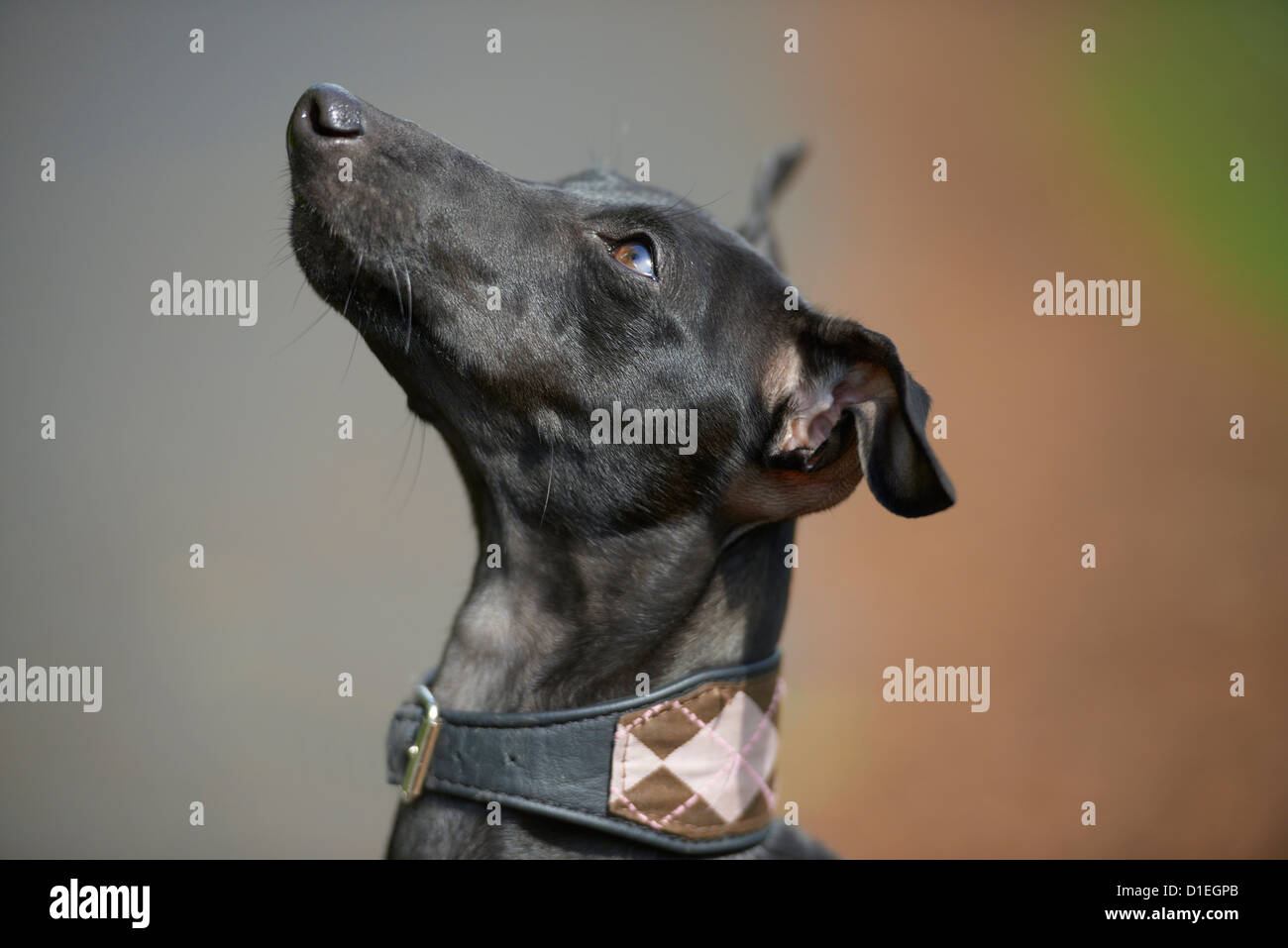 Italian Greyhound looking up, portrait Stock Photo - Alamy