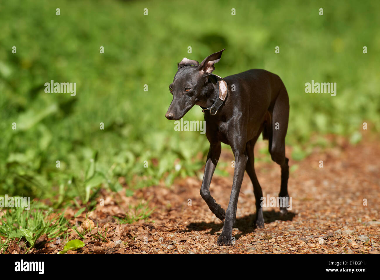 Italian greyhound hi-res stock photography and images - Alamy