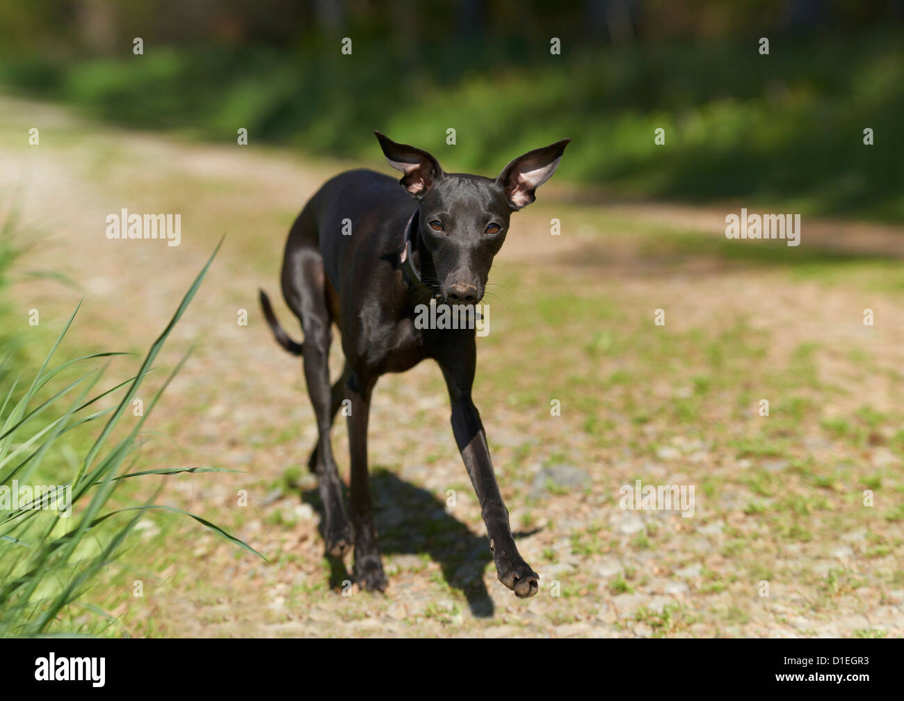 Italian Greyhound Running Speed