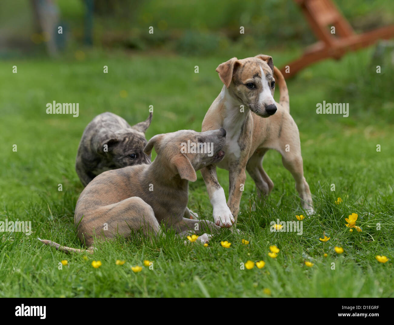 Whippets Standing High Resolution Stock Photography and Images - Alamy