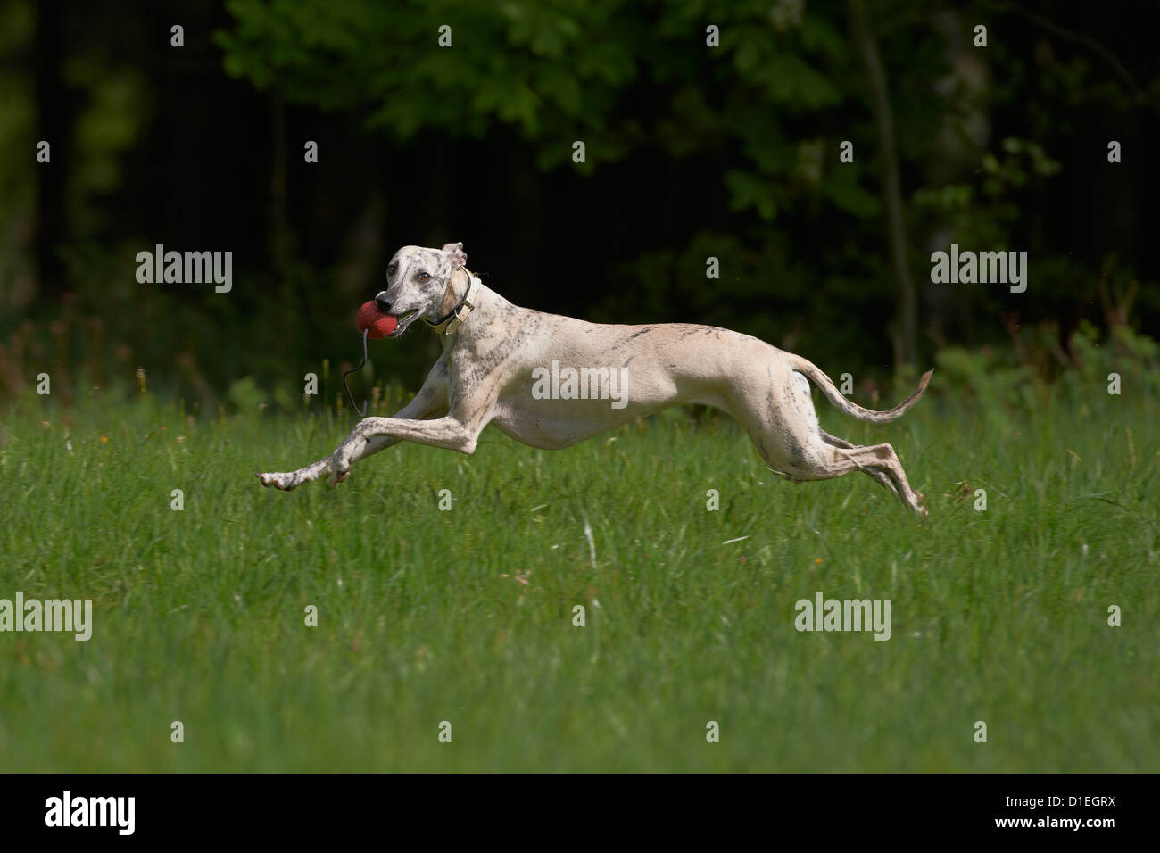 Whippet running hi-res stock photography and images - Alamy