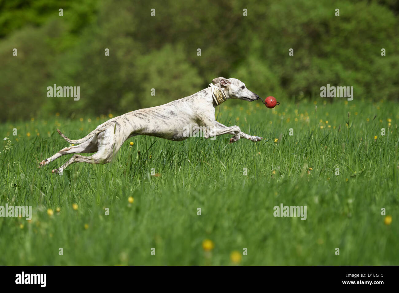 Whippets Running