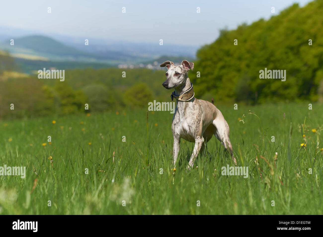Whippet standing hi-res stock photography and images - Alamy