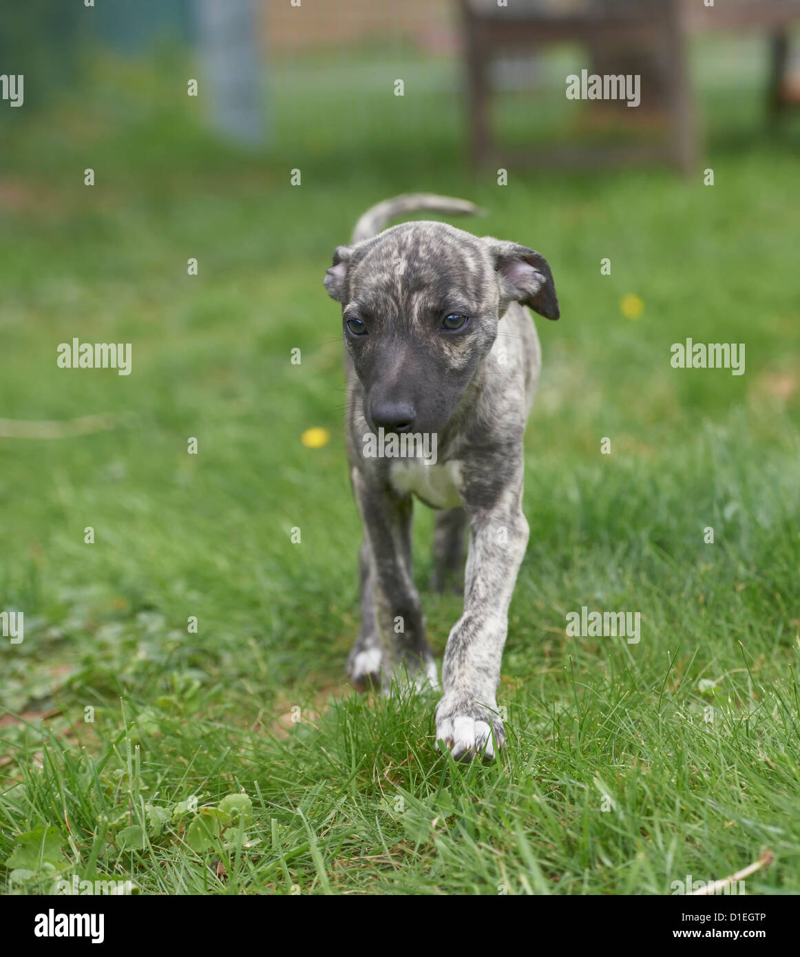 Pure bred whippet hi-res stock photography and images - Alamy