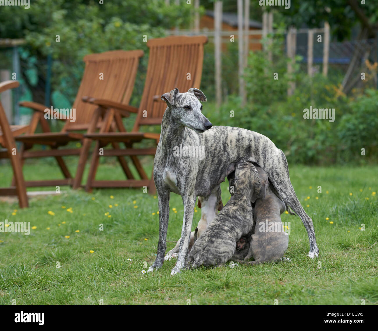 Young Whippets with their mother in meadow Stock Photo - Alamy