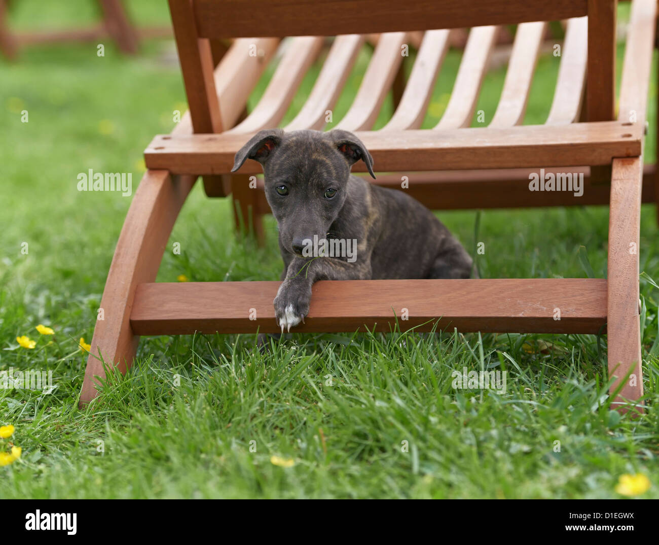 Pure Bred Whippet High Resolution Stock Photography and Images - Alamy