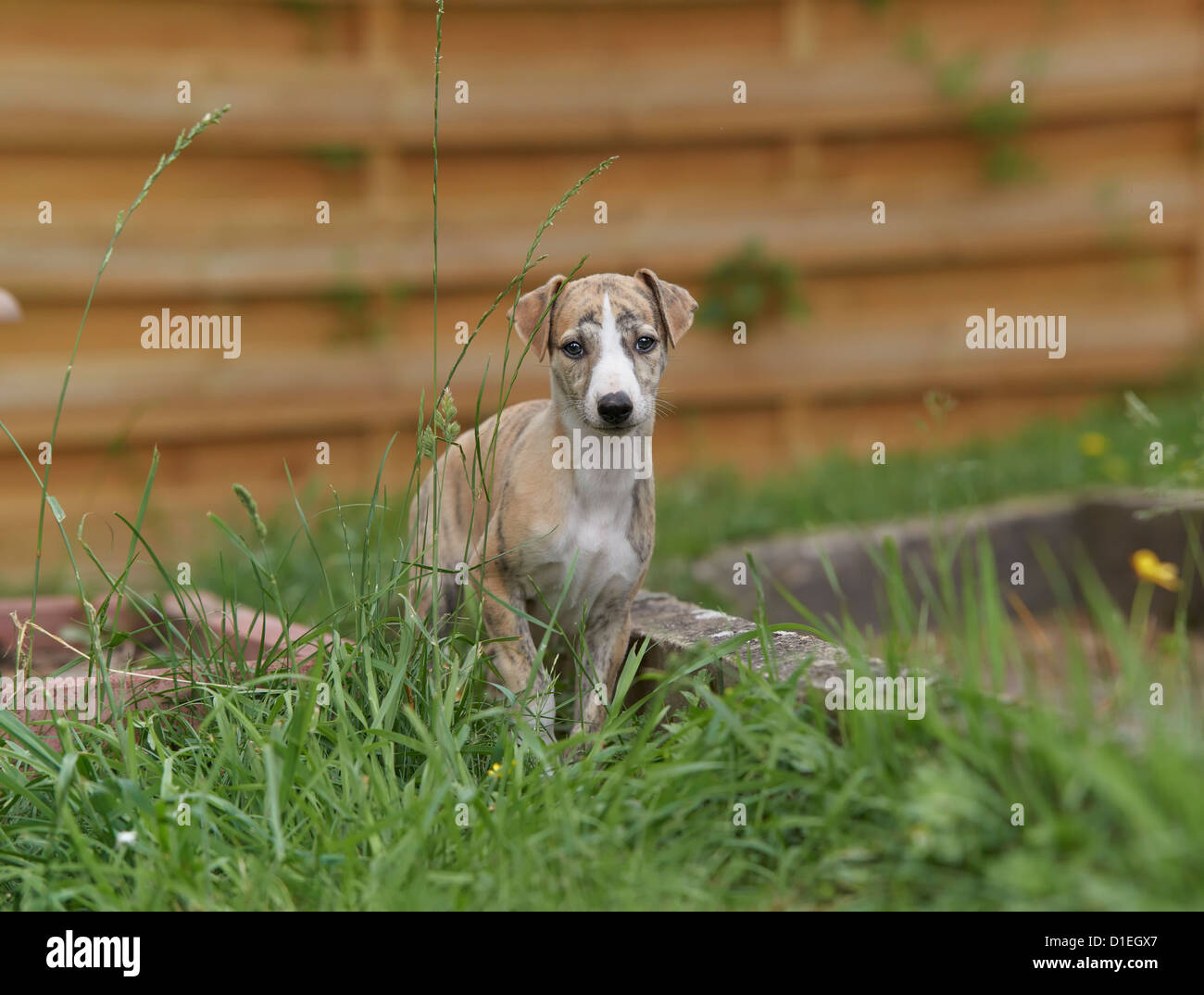 Pure bred whippet hi-res stock photography and images - Alamy