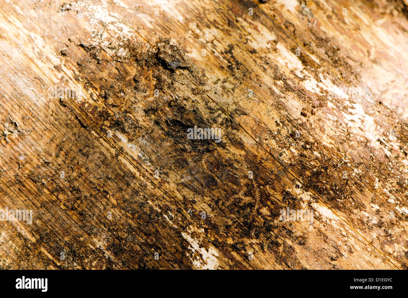 Background of wood log without bark closeup textures. Firewood Stock ...
