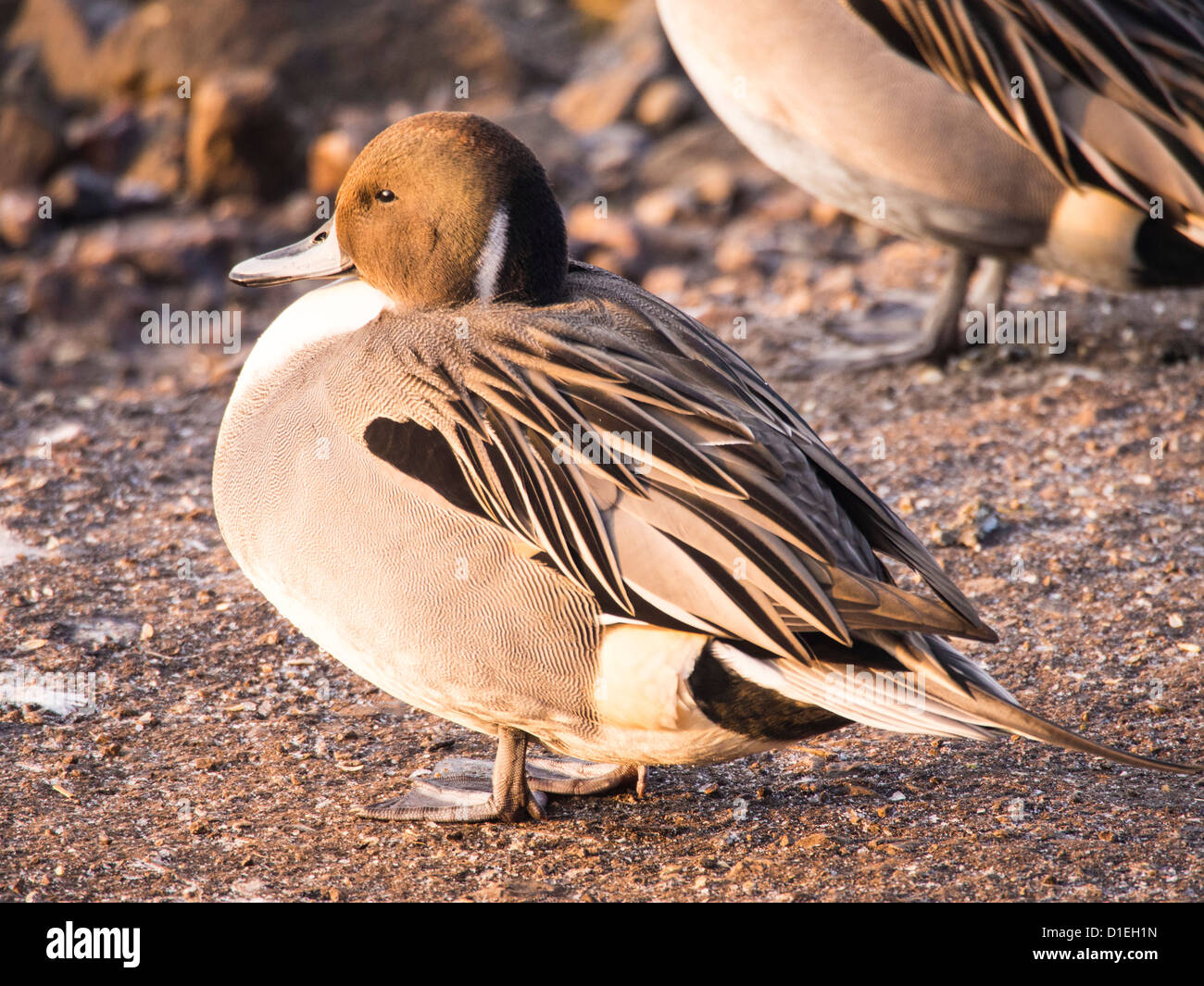 Pintail plumage hi-res stock photography and images - Alamy