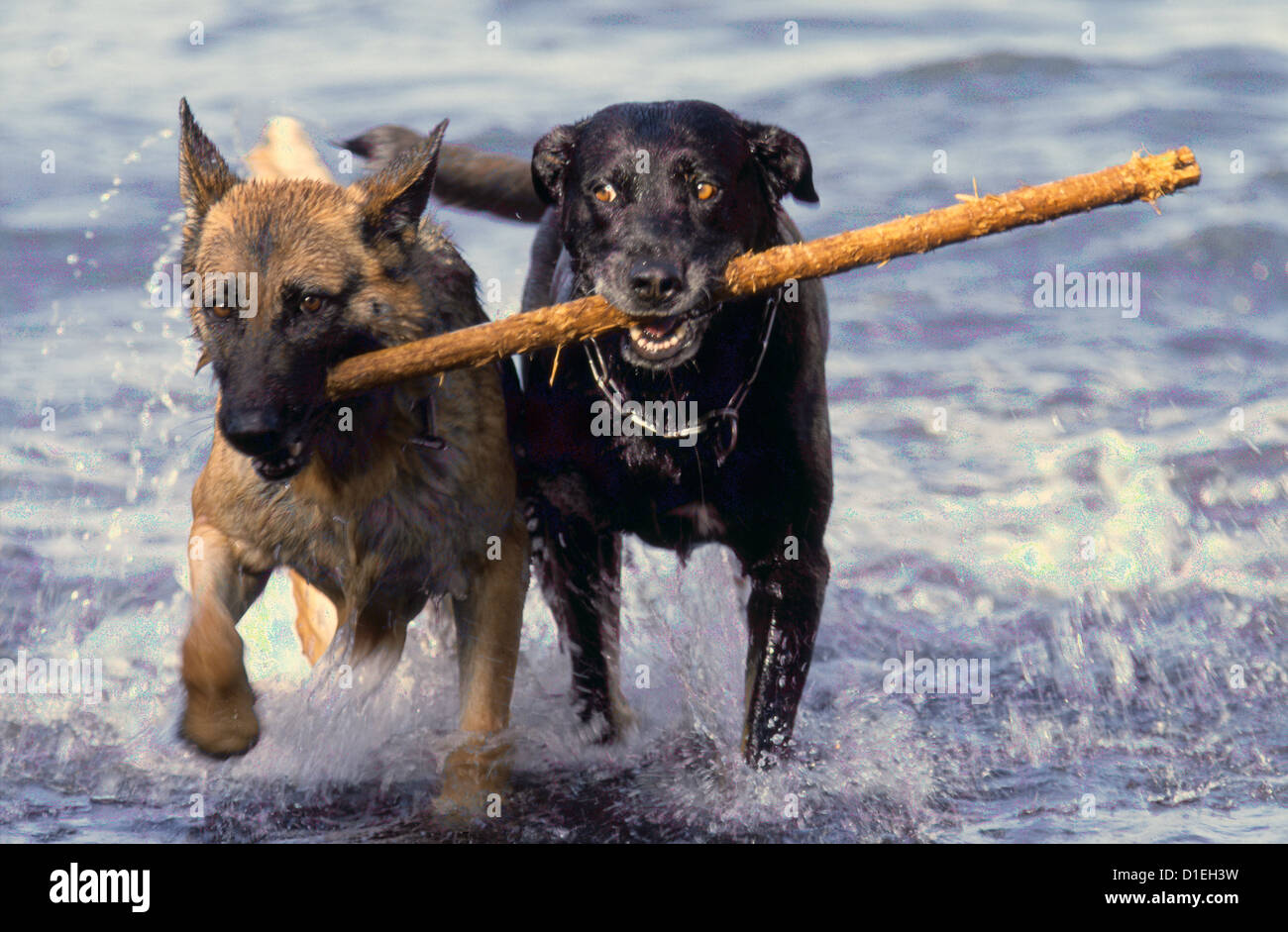 Two dogs in water with retrieving stick Stock Photo - Alamy