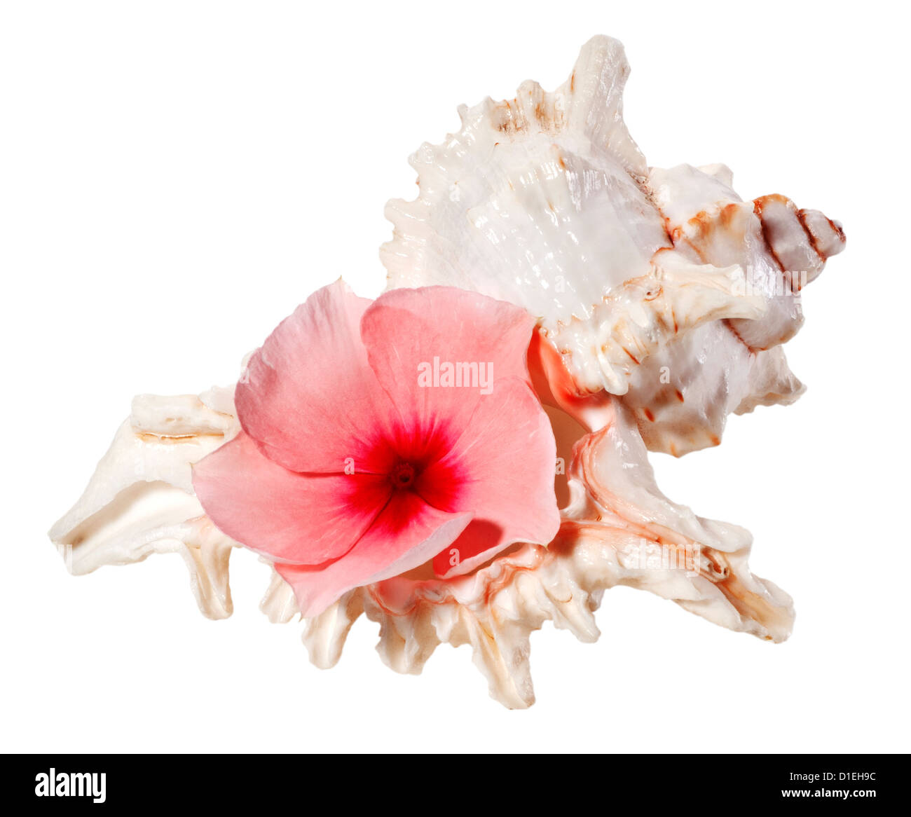 Conch shell with flower Stock Photo - Alamy